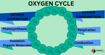 Oxygen Cycle - Stages And Importance - CareerByWell