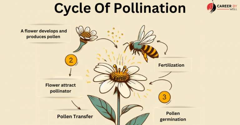 Types of Pollination - Cycle, Factors and Importance - CareerByWell